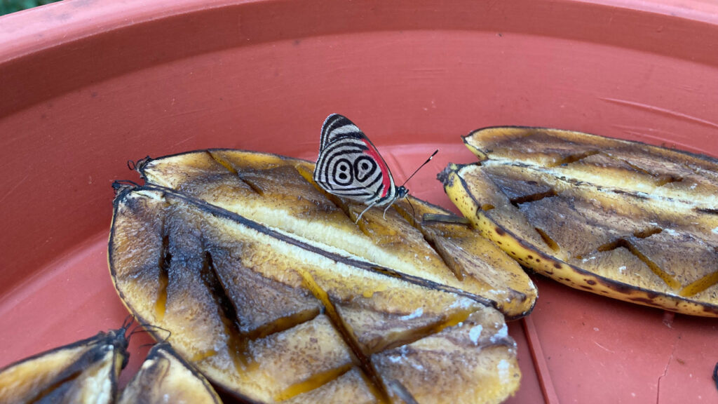 Schmetterlinge und singende Frösche - die Quinta de Goulaine